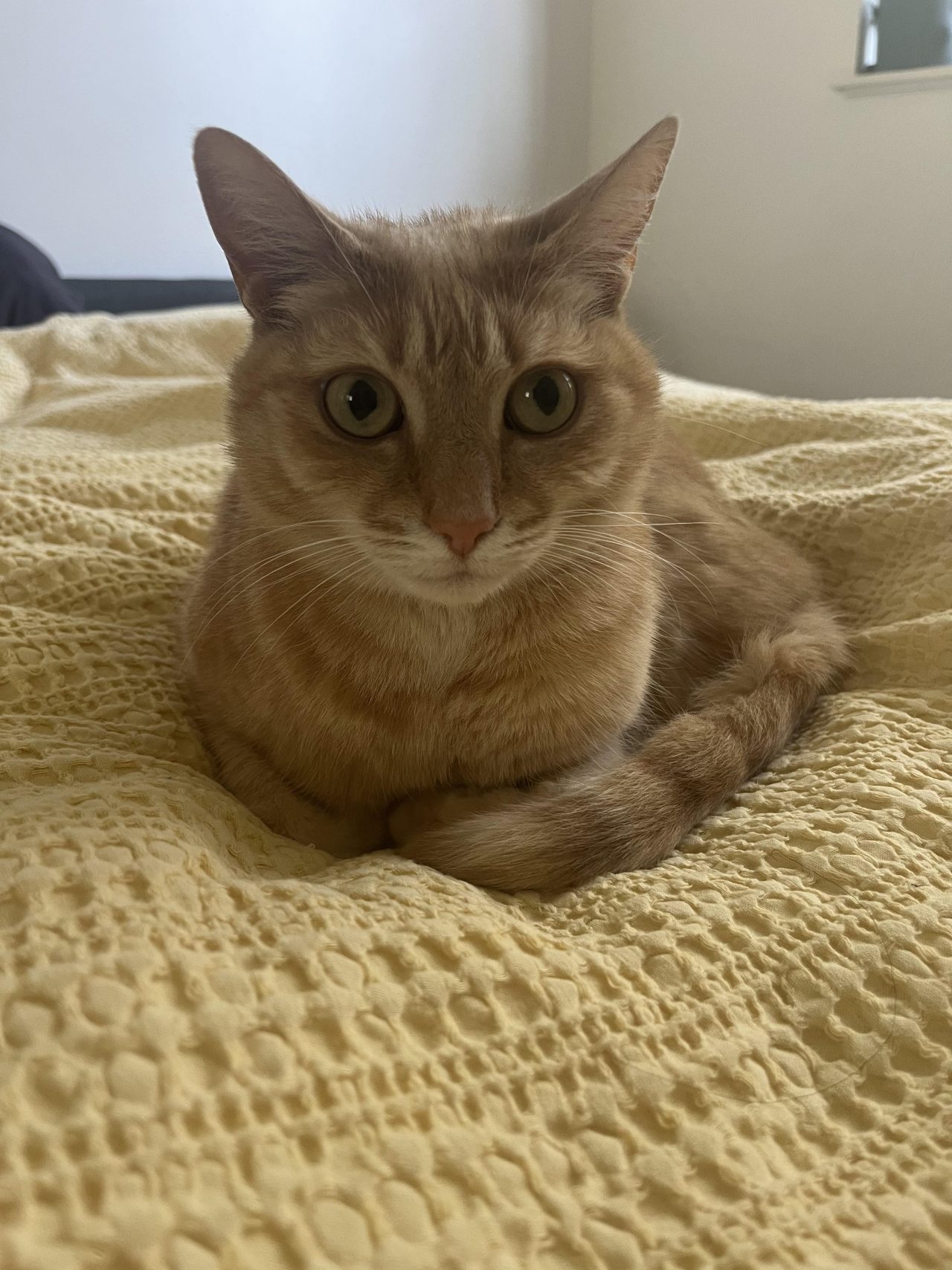 Suimei - CatRescue 901