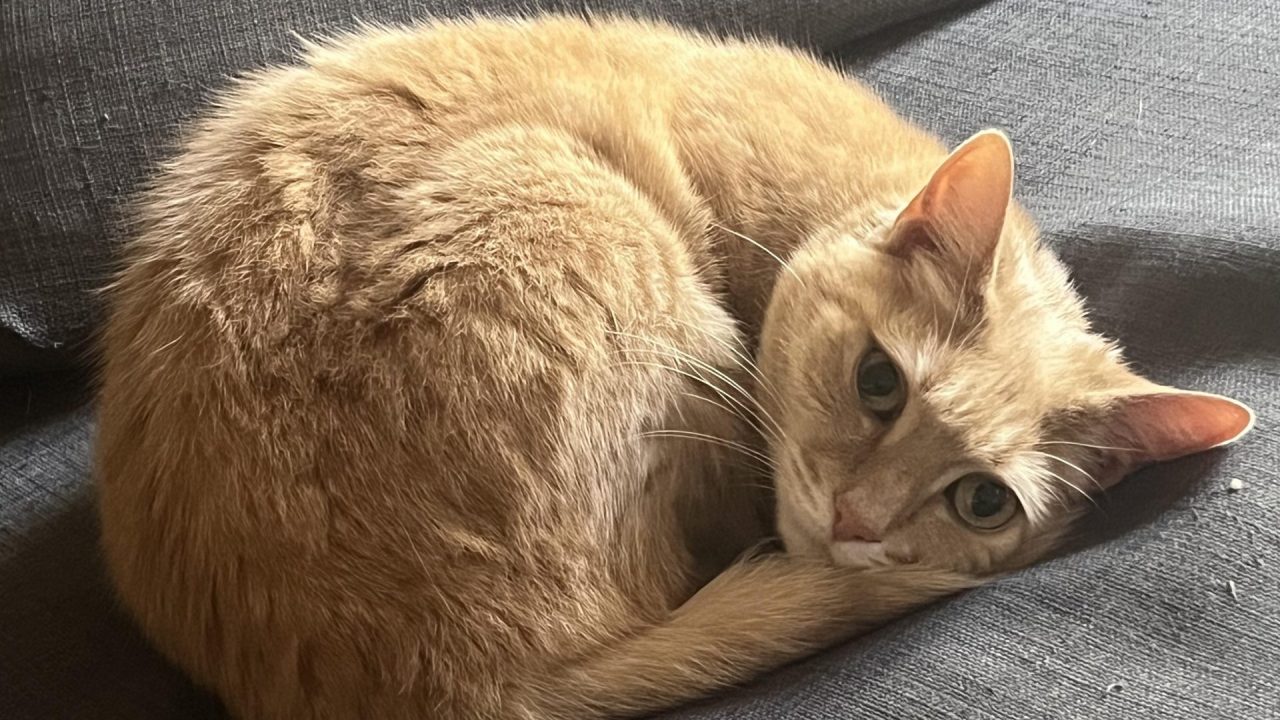 Suimei - CatRescue 901