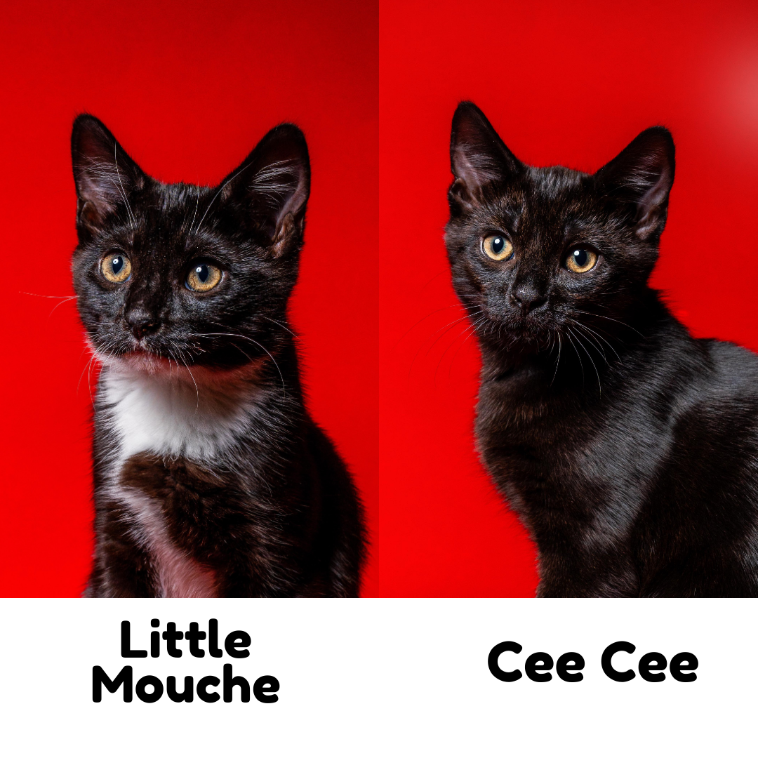 Cats Available for Adoption - CatRescue 901