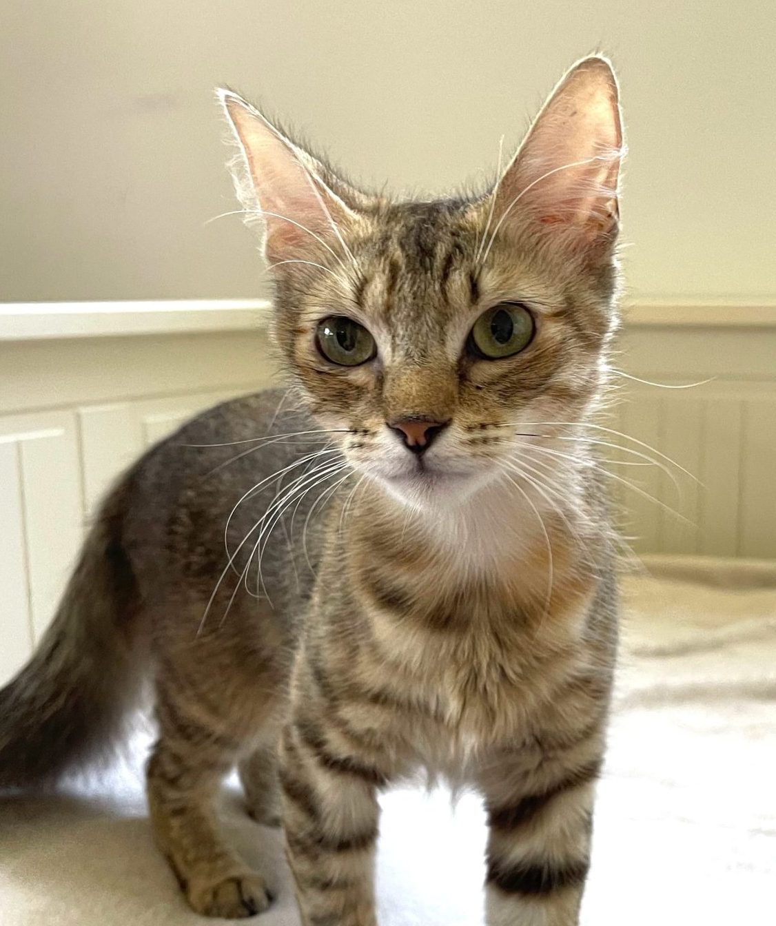 Macha - CatRescue 901