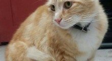 Cats Available for Adoption - Sydney & Melbourne - CatRescue 901